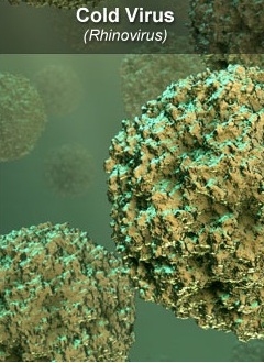 cold virus – Pisaries Creator