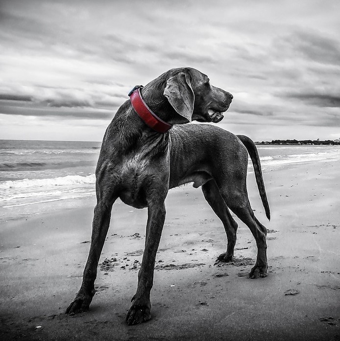 FYI: Smallest, Smartest, Strongest Dogs – Pisaries Creator